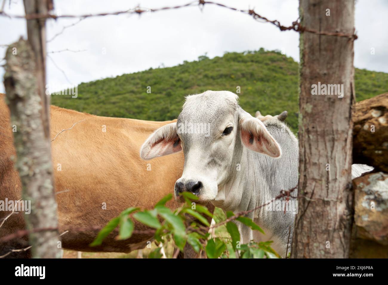 Brahman calf in the field in Santander, Colombia. His face is framed by ...