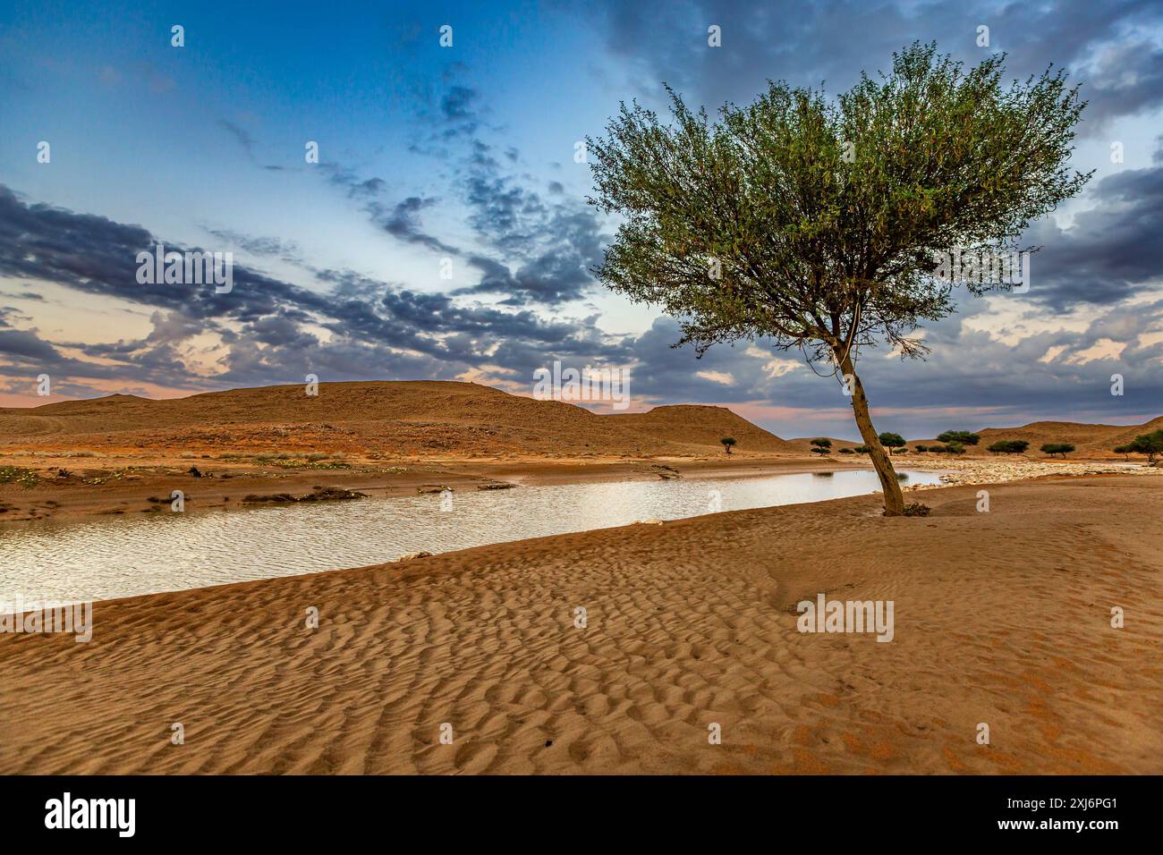 Tree growing next to a lake in desert landscape, Saudi Arabia Stock ...