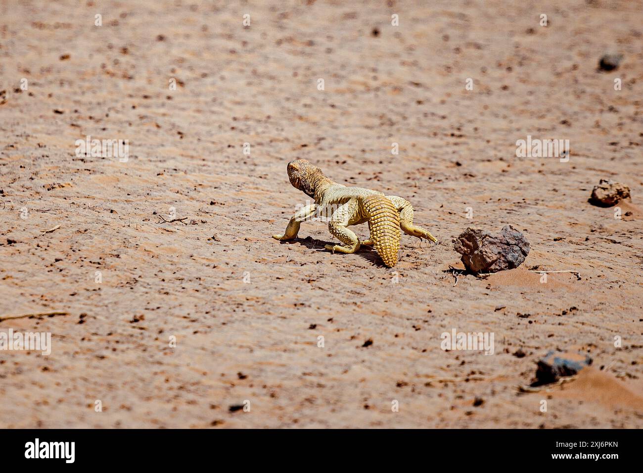 Close-up rear view of a Spiny-tailed lizard (Uromastyx) in the desert ...
