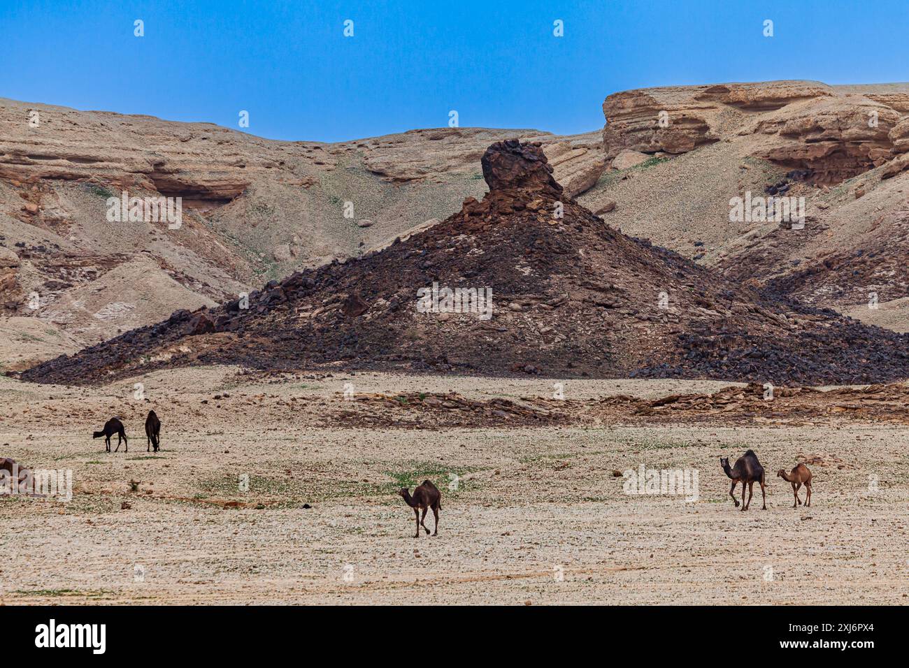 Five camels walking in barren desert landscape, Saudi Arabia Stock ...