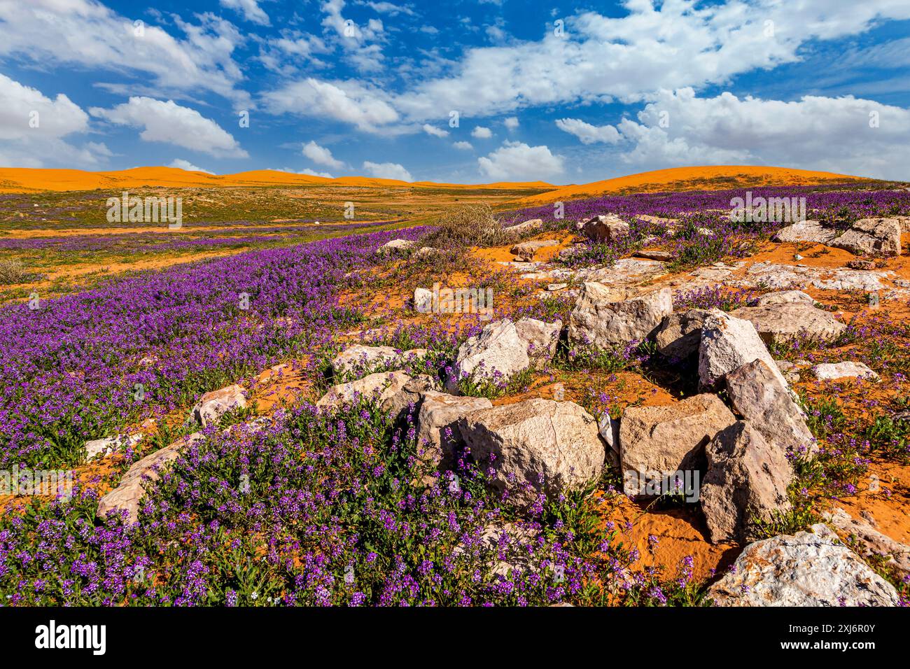 Saudi arabia desert flowers hi-res stock photography and images - Alamy