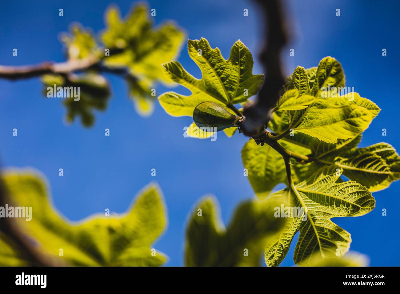 View of fig tree with blue sky hi-res stock photography and images - Alamy