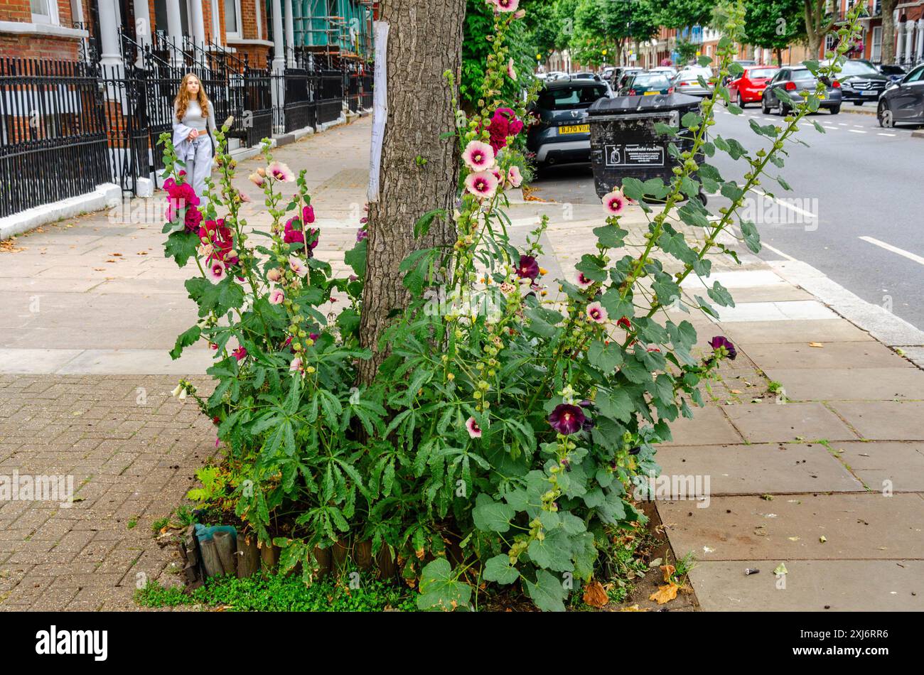 A mini garden planted around the base of a tree in a pavement in London ...