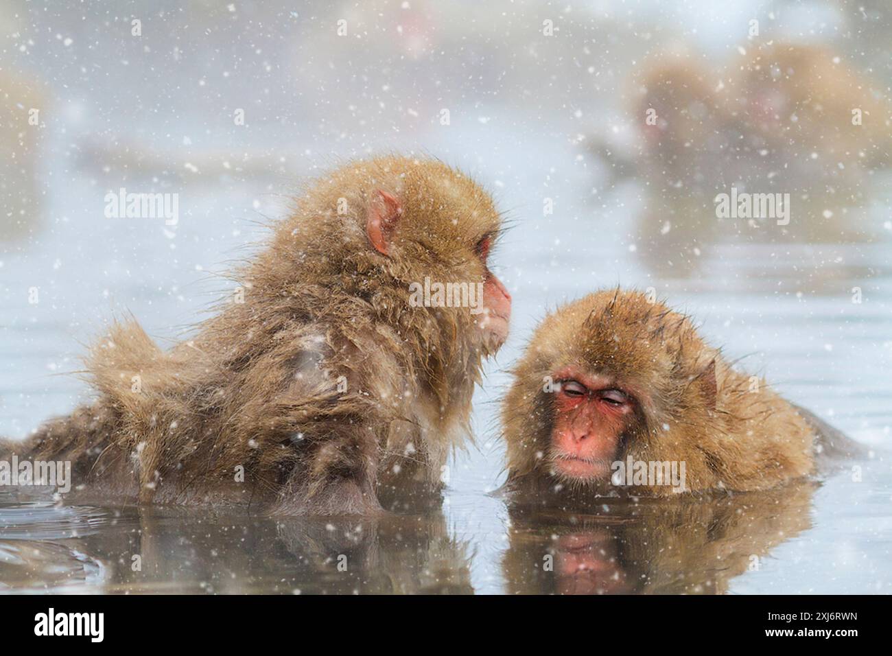 Close-up of Two Snow Monkeys sitting in a Japanese hot spring (Onsen ...