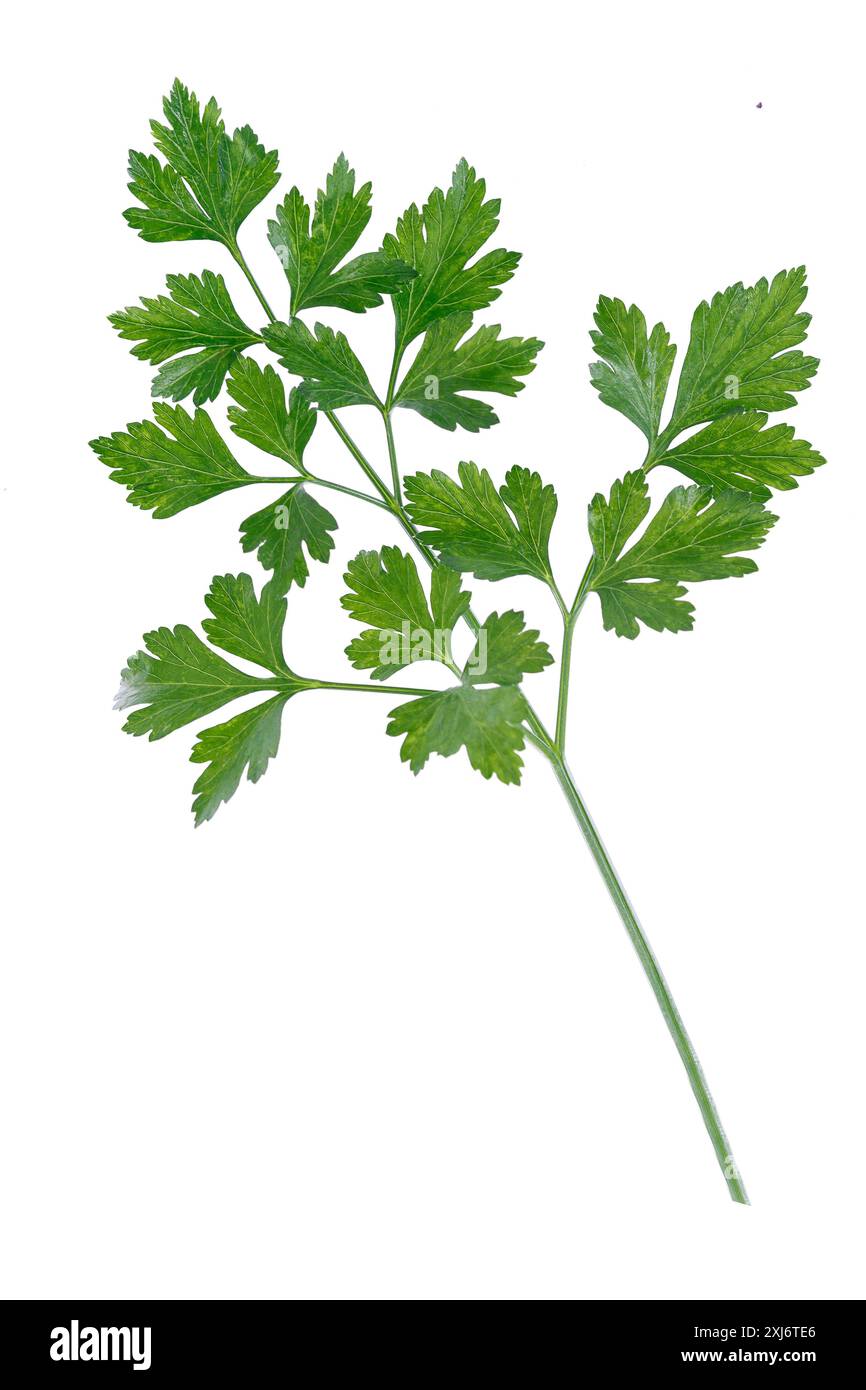 Spring of parsley on a white background Stock Photo - Alamy