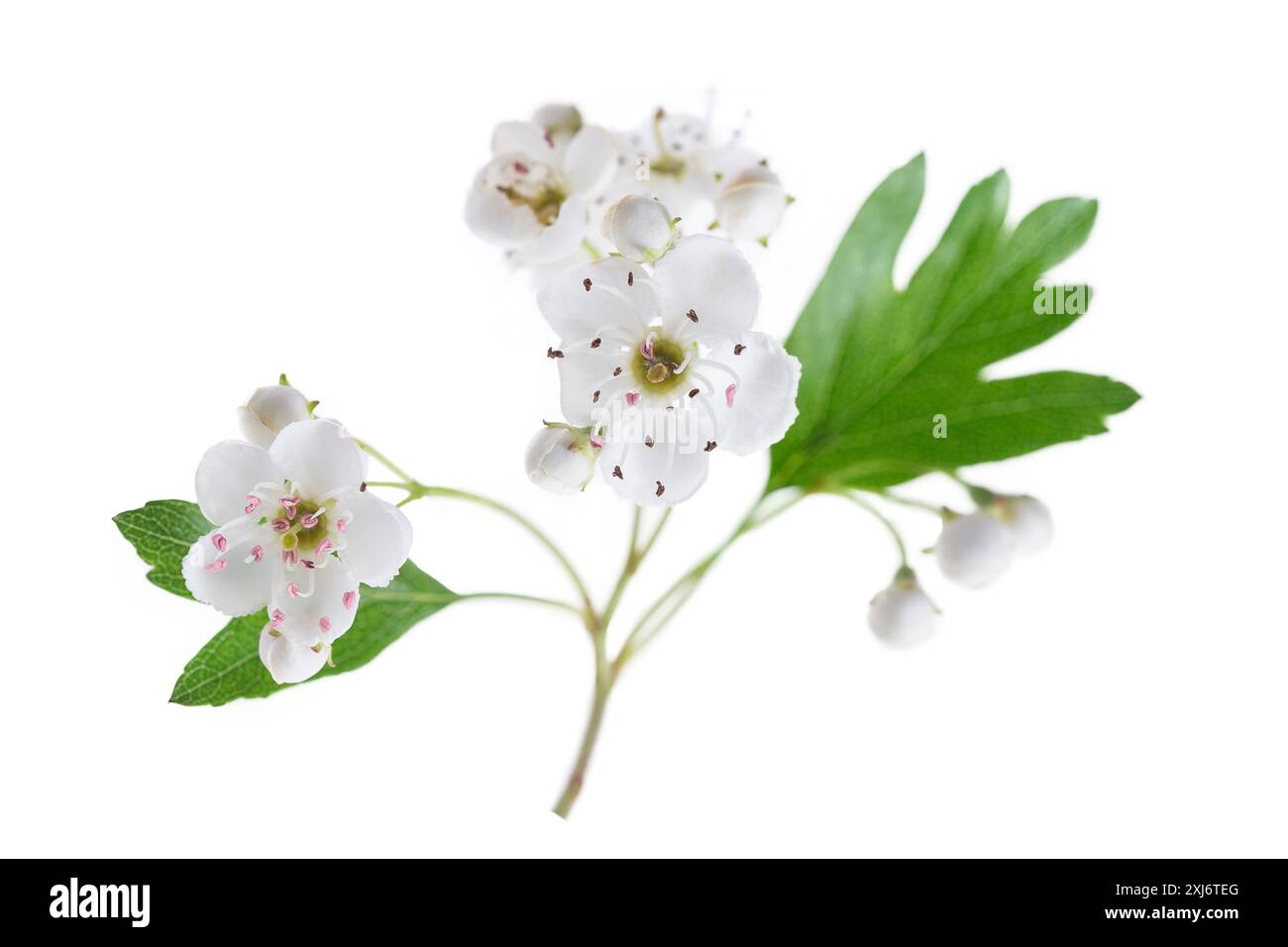Hawthorn flowers on a white background Stock Photo - Alamy