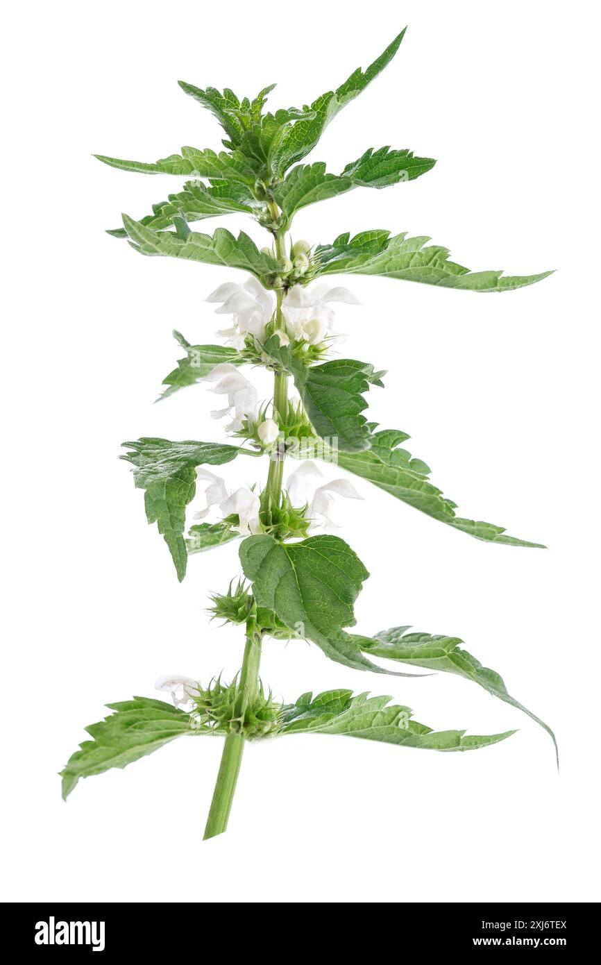 Nettle stem hi-res stock photography and images - Alamy