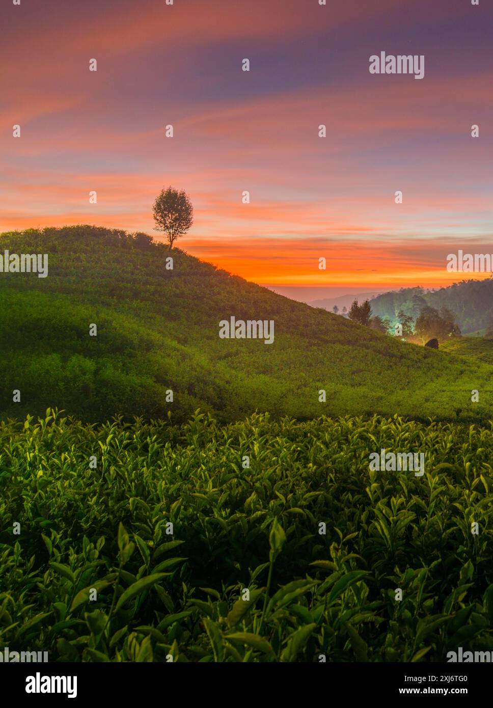Tea plantation ciwidey bandung hi-res stock photography and images - Alamy