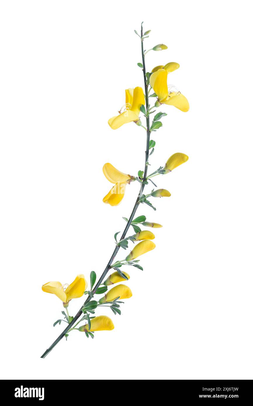 Broom plant Cut Out Stock Images & Pictures - Alamy
