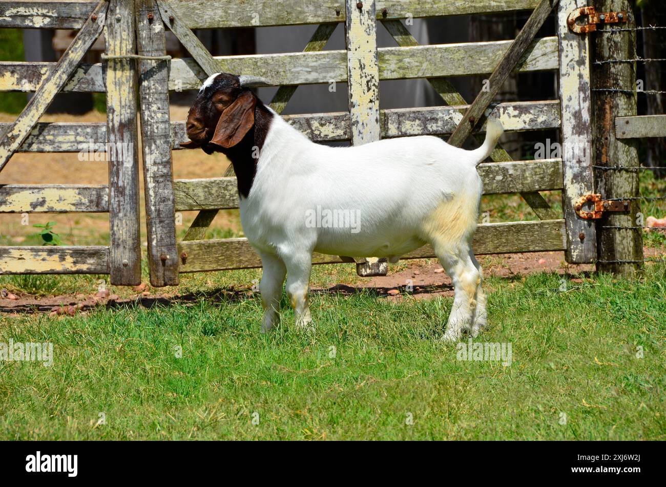 Male boer goats hi-res stock photography and images - Alamy