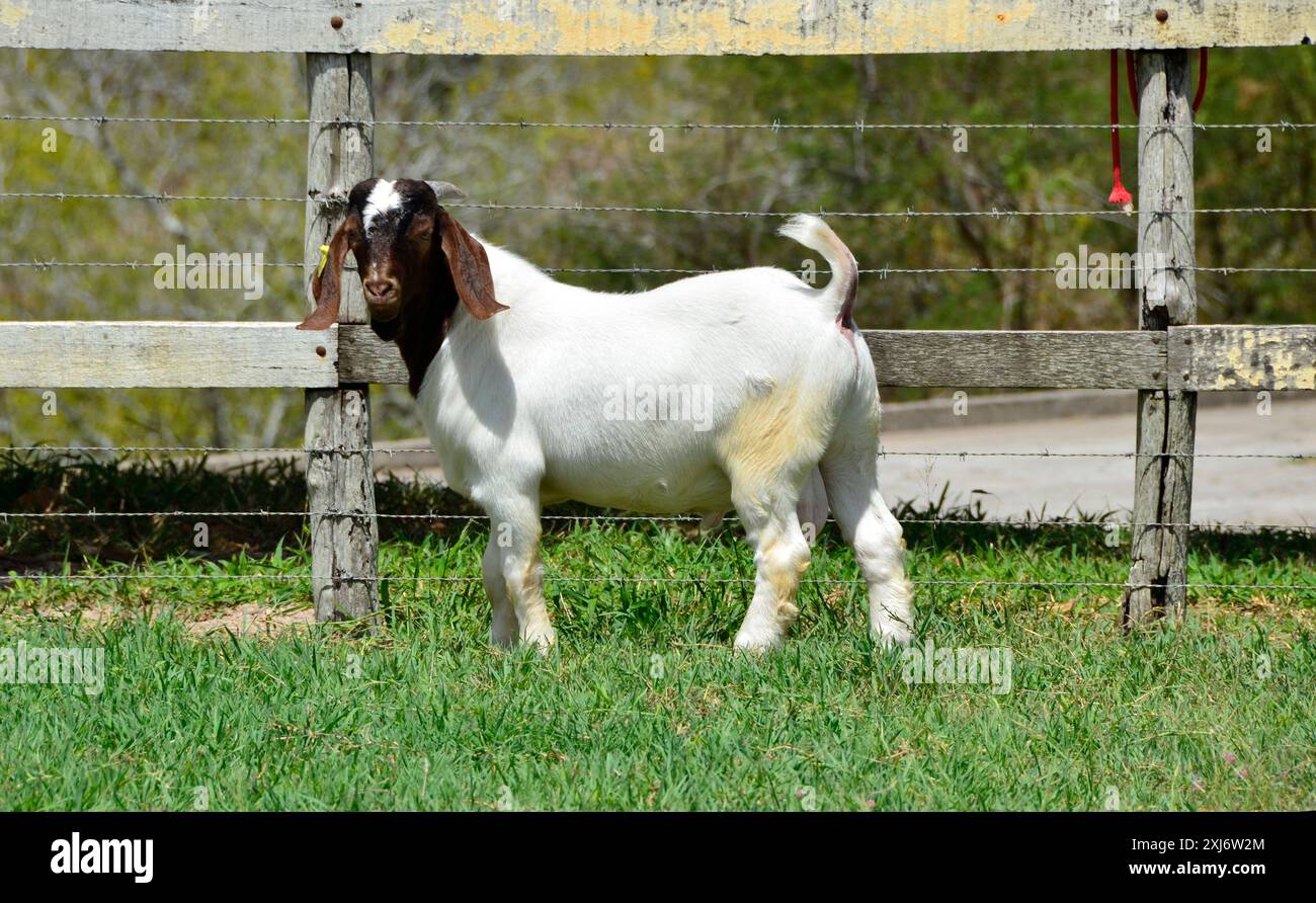 Young male boer goats on the farm Stock Photo - Alamy