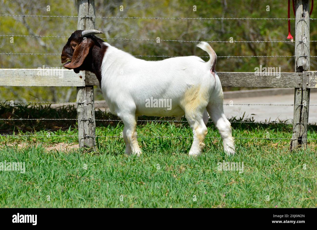 Meat boer hi-res stock photography and images - Alamy