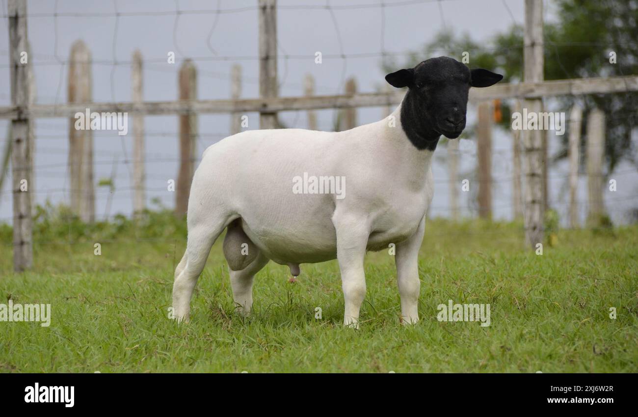 Sheep mother lamb africa hi-res stock photography and images - Alamy