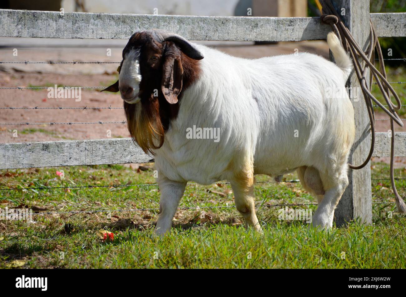 Male Boer goat in Brazil. The Boer is a breed developed in South Africa Stock Photo - Alamy