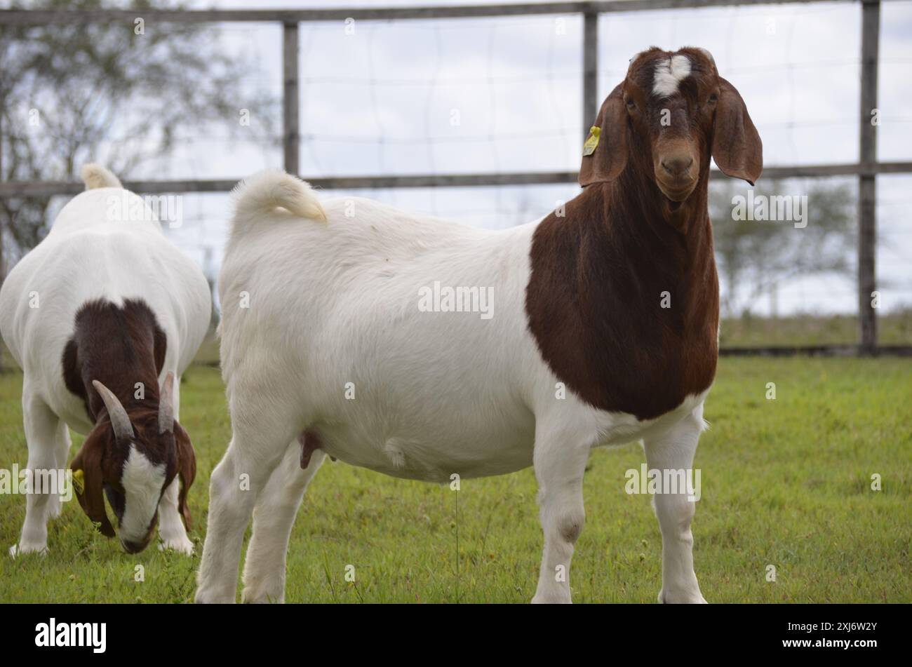 African goat breed hi-res stock photography and images - Alamy