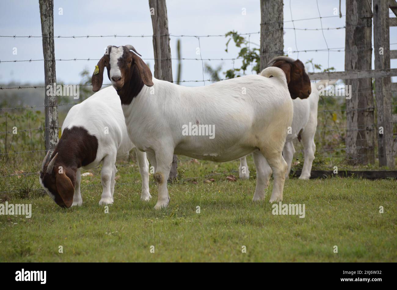 Beautiful group of female Boer goats on the farm Stock Photo - Alamy