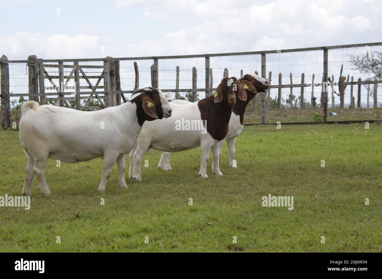 Beautiful group of female Boer goats on the farm Stock Photo - Alamy