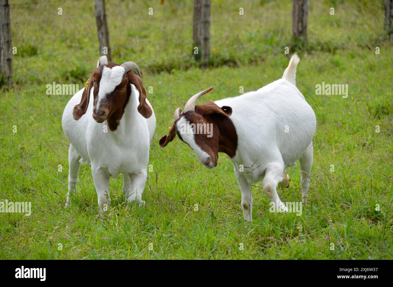 Boer goats vying and fighting for territory on the farm Stock Photo - Alamy