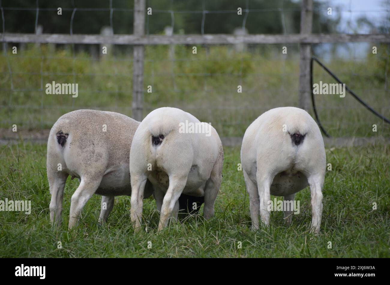 Dorper sheep breed animals on the farm showing the entire structure of ...