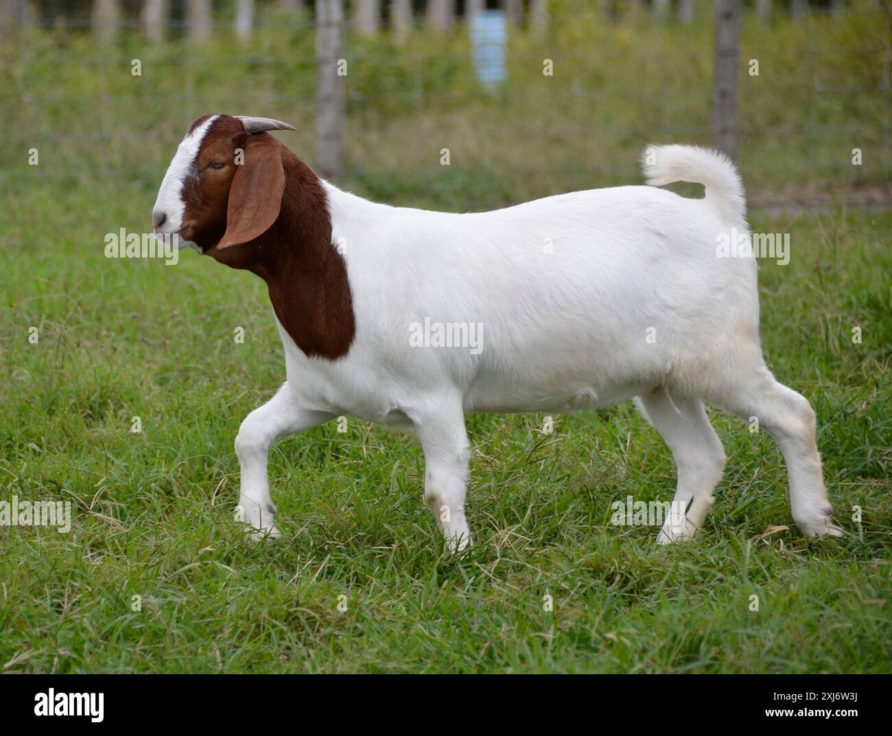 young female boer goats on the farm Stock Photo - Alamy