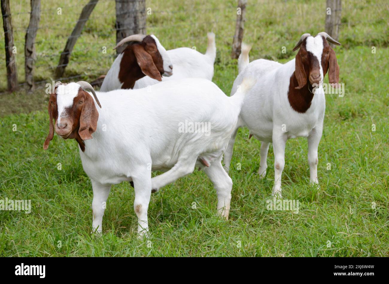 Boer goat with mange scratching in rural farm pasture Stock Photo - Alamy