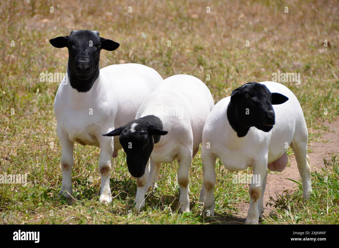 Dorper sheep hi-res stock photography and images - Alamy