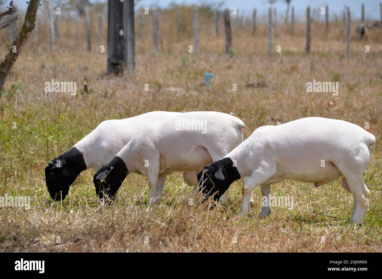 A group of great Dorper Sheep grazing on the farm's green pastures Stock Photo - Alamy