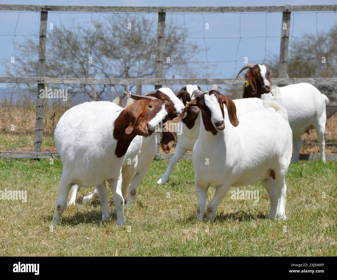 Boer goats vying hi-res stock photography and images - Alamy