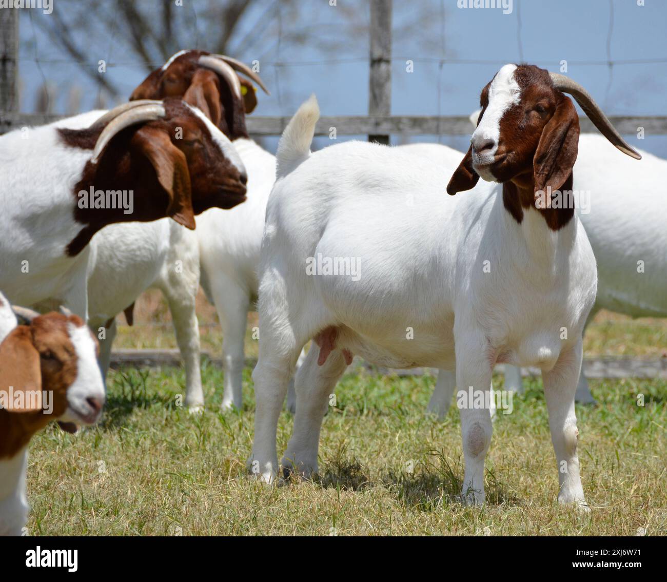 Group young female south hi-res stock photography and images - Alamy