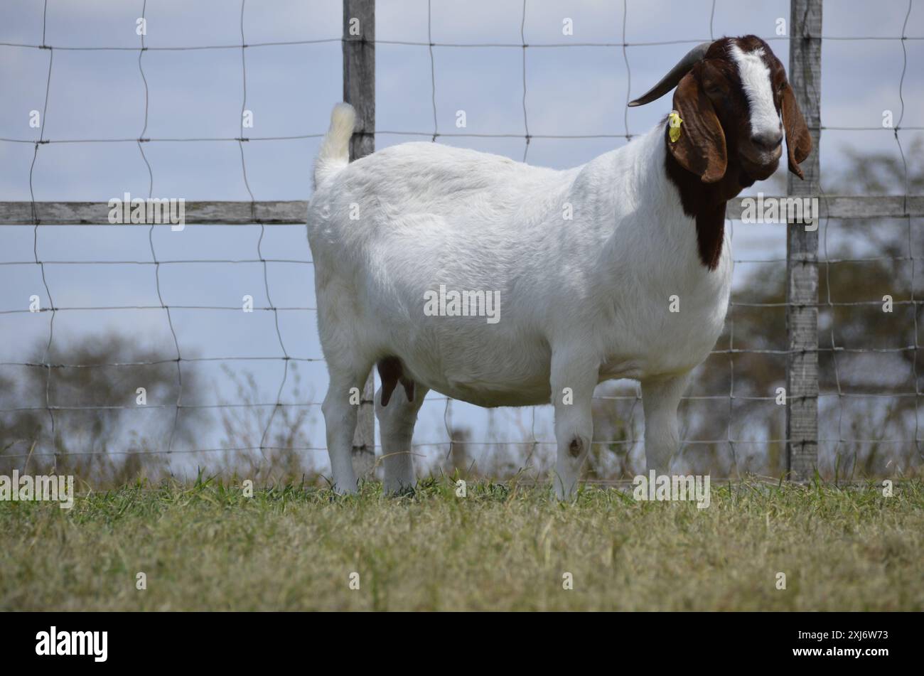 Female Boer goat in Brazil. The Boer is a breed developed in South ...