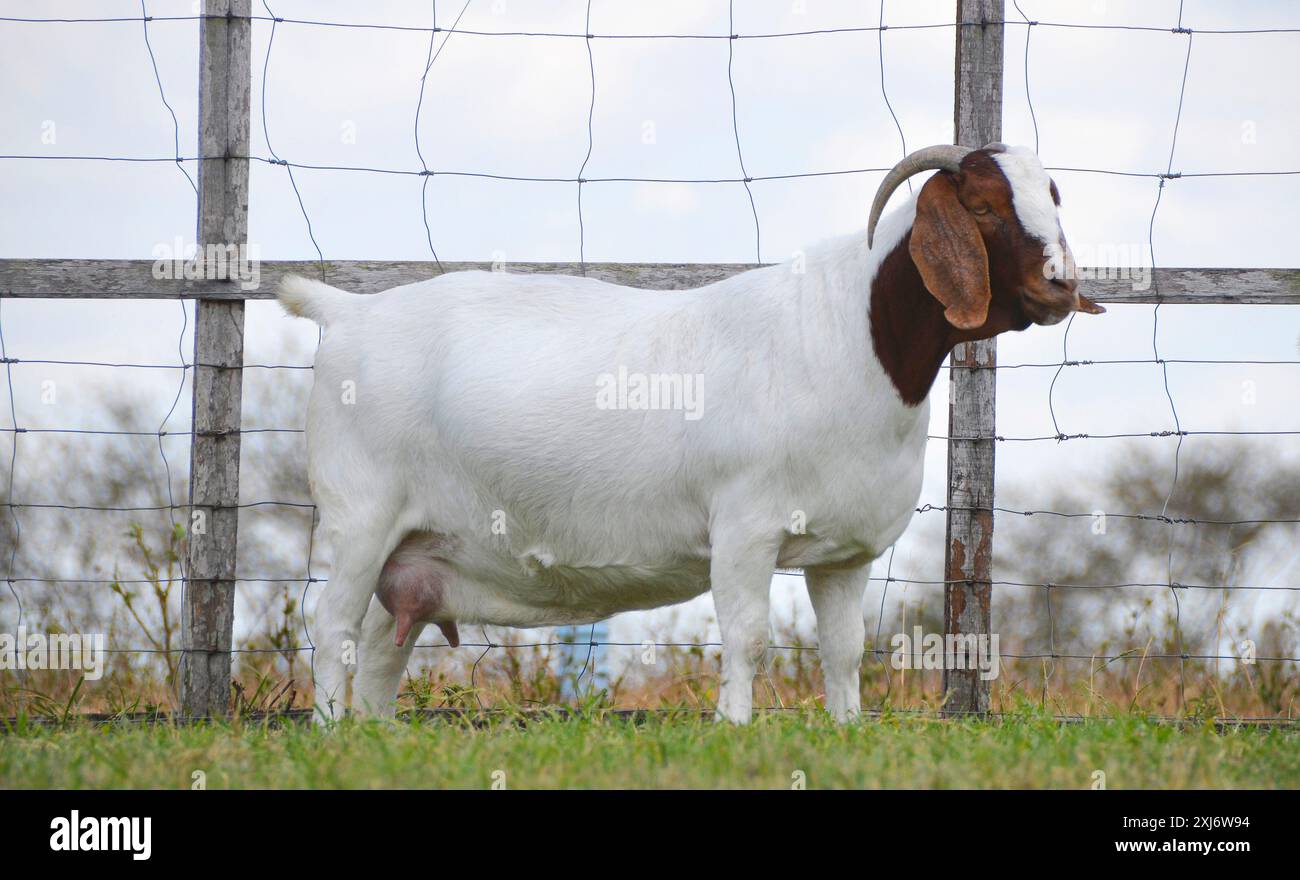 Female Boer goat in Brazil. The Boer is a breed developed in South Africa Stock Photo - Alamy