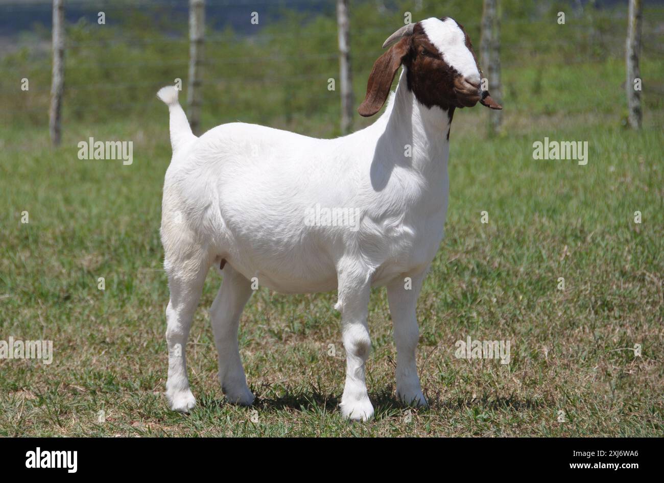 Female goats in a pasture hi-res stock photography and images - Alamy