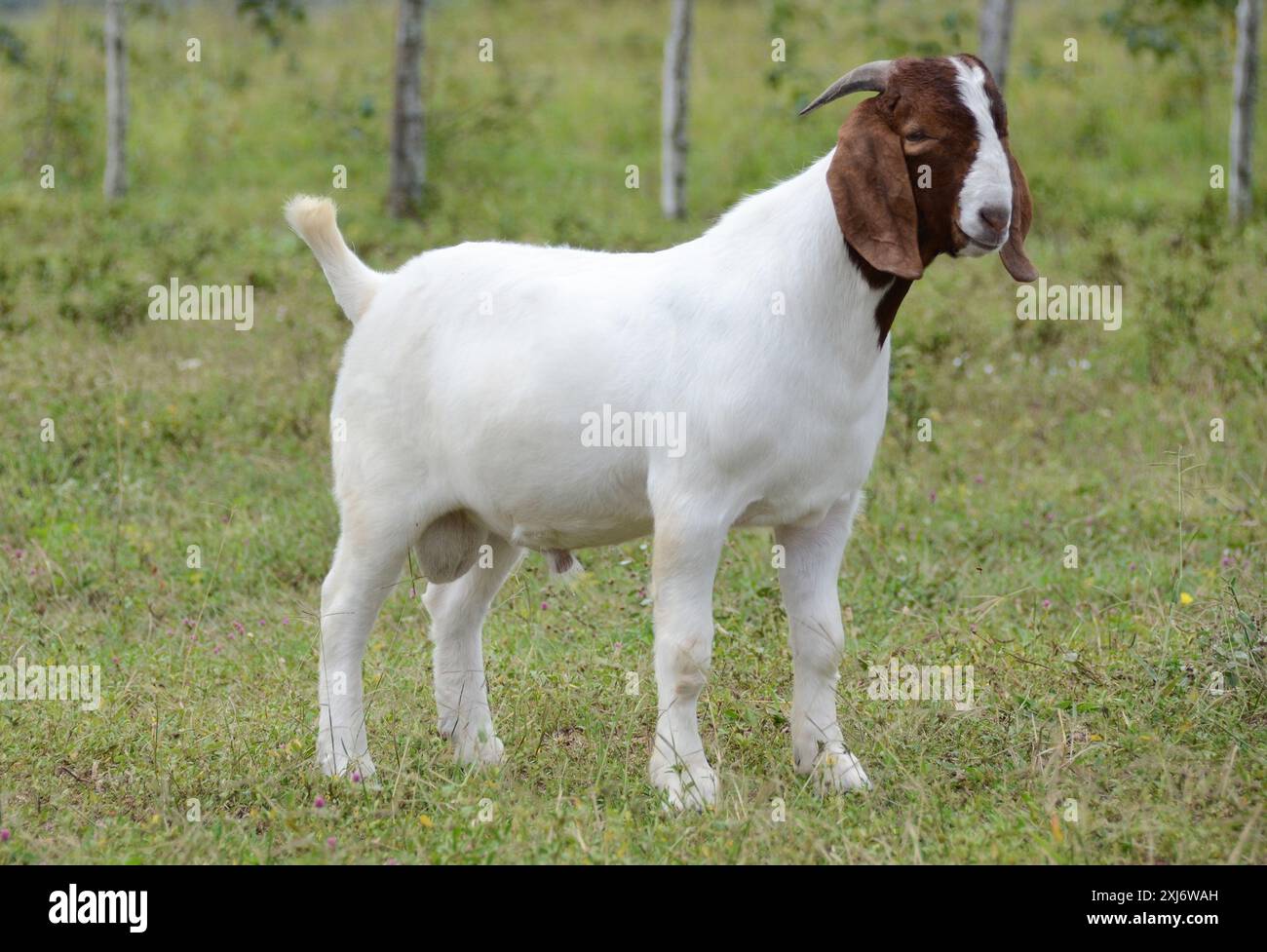 Male boer goats hi-res stock photography and images - Alamy