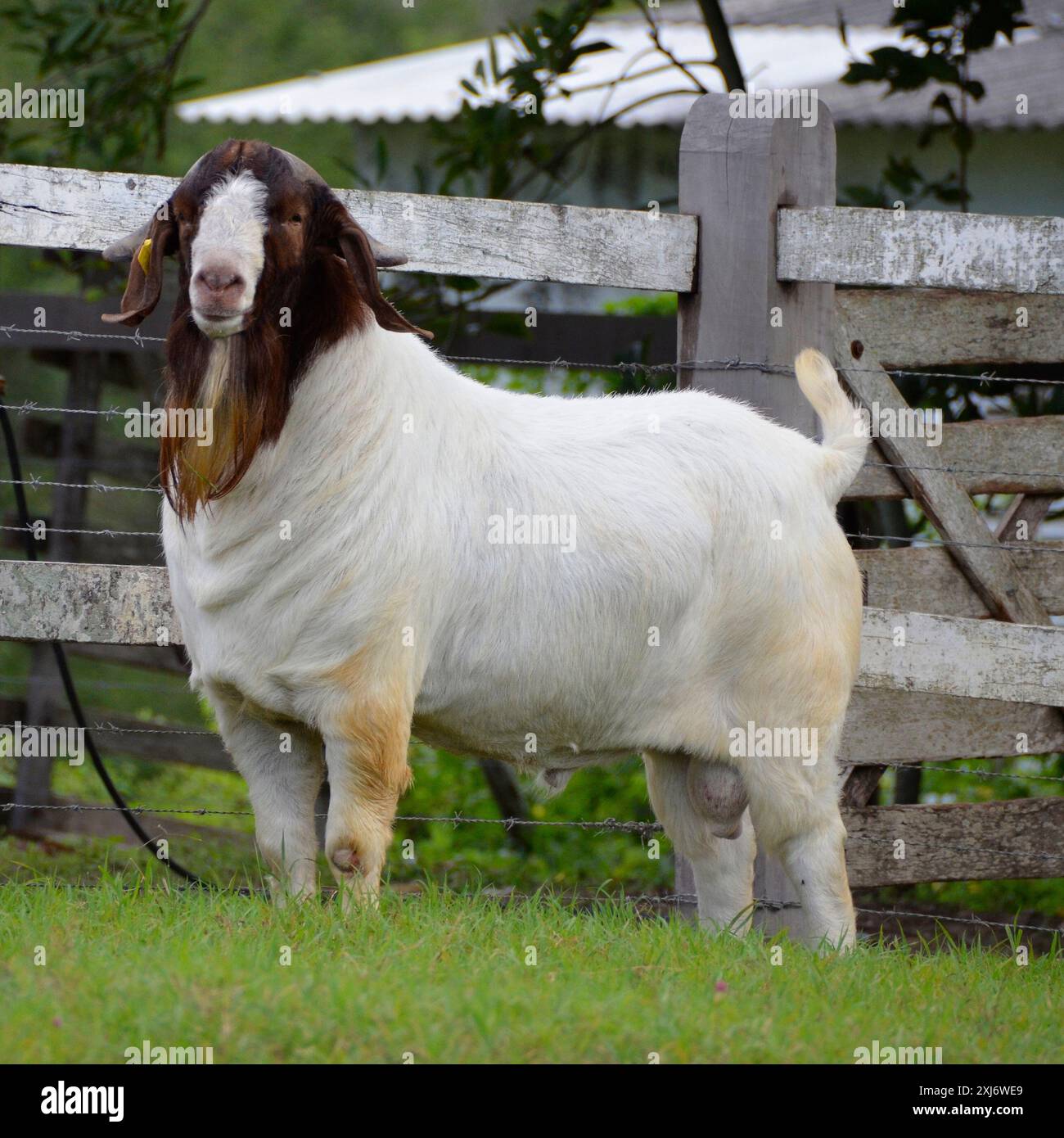 Male Boer goat in Brazil. The Boer is a breed developed in South Africa Stock Photo - Alamy