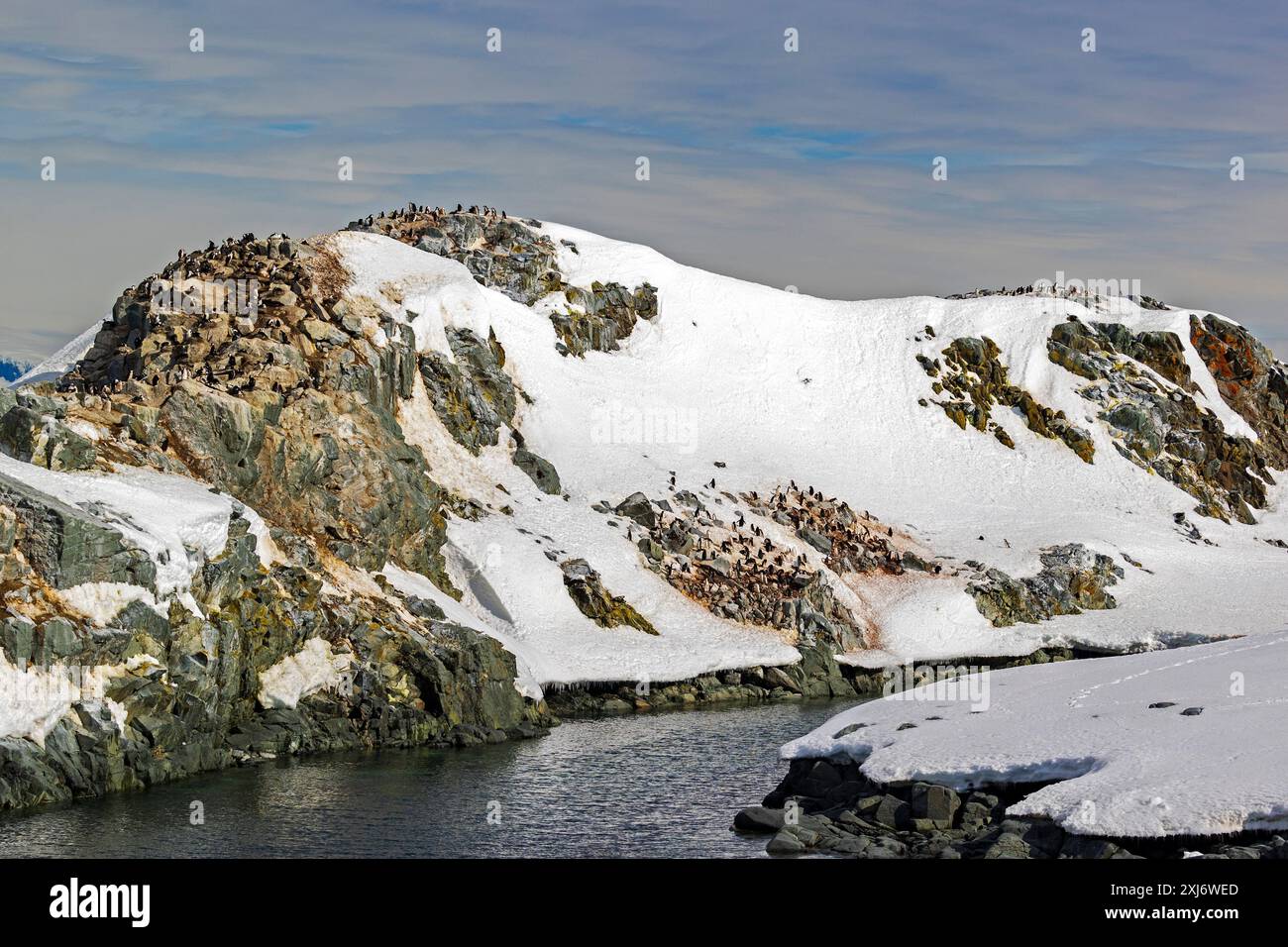 Penguins on mountainside hi-res stock photography and images - Alamy
