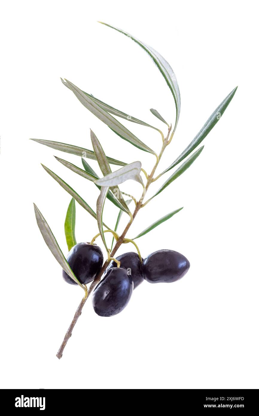 Olive branch on a white background Stock Photo - Alamy