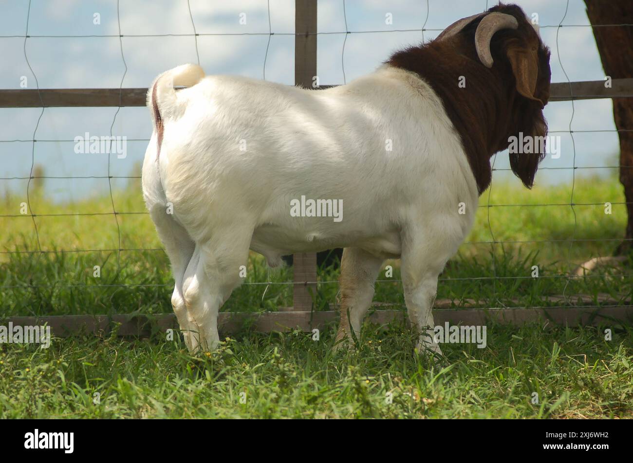 Male Boer goat in Brazil. The Boer is a breed developed in South Africa Stock Photo - Alamy