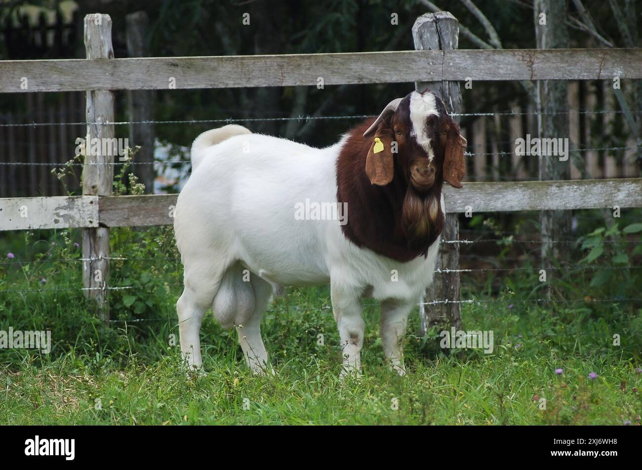 Male Boer goat in Brazil. The Boer is a breed developed in South Africa Stock Photo - Alamy