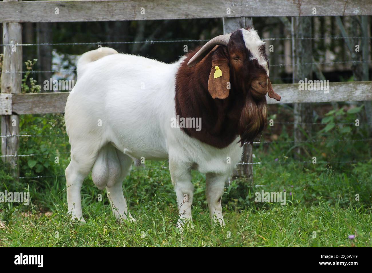 Male Boer goat in Brazil. The Boer is a breed developed in South Africa ...