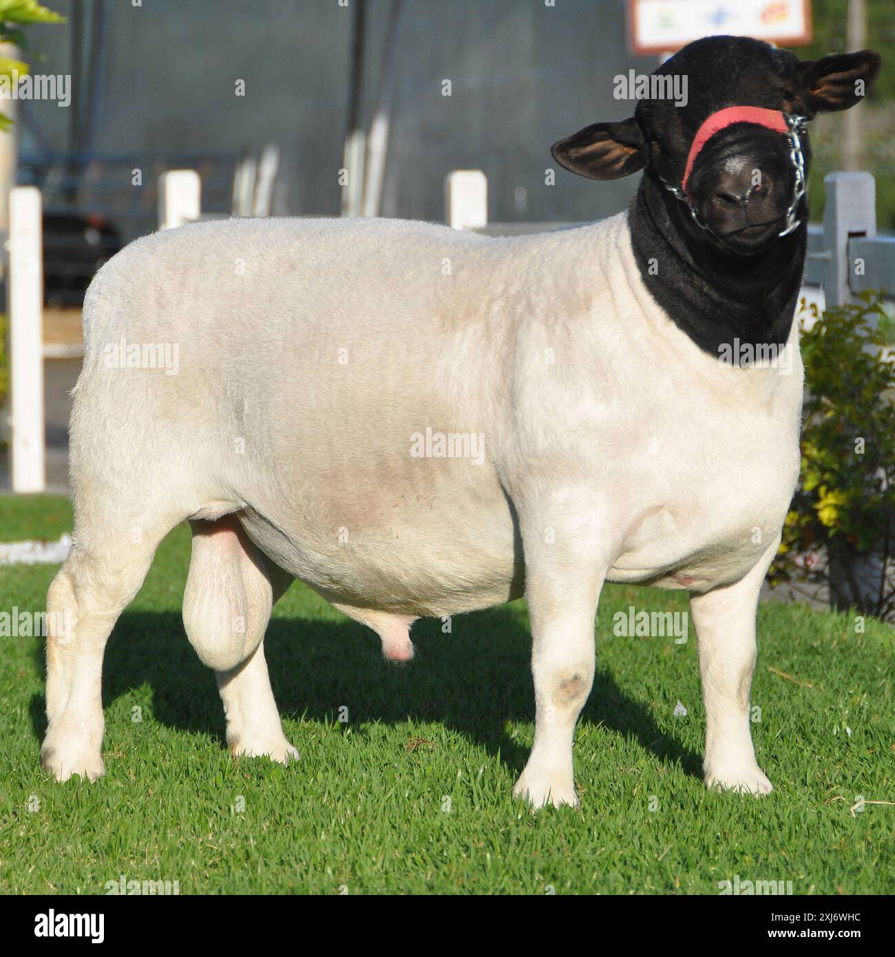 Male dorper ram very awarded in Brazil. The Dorper is a breed developed ...