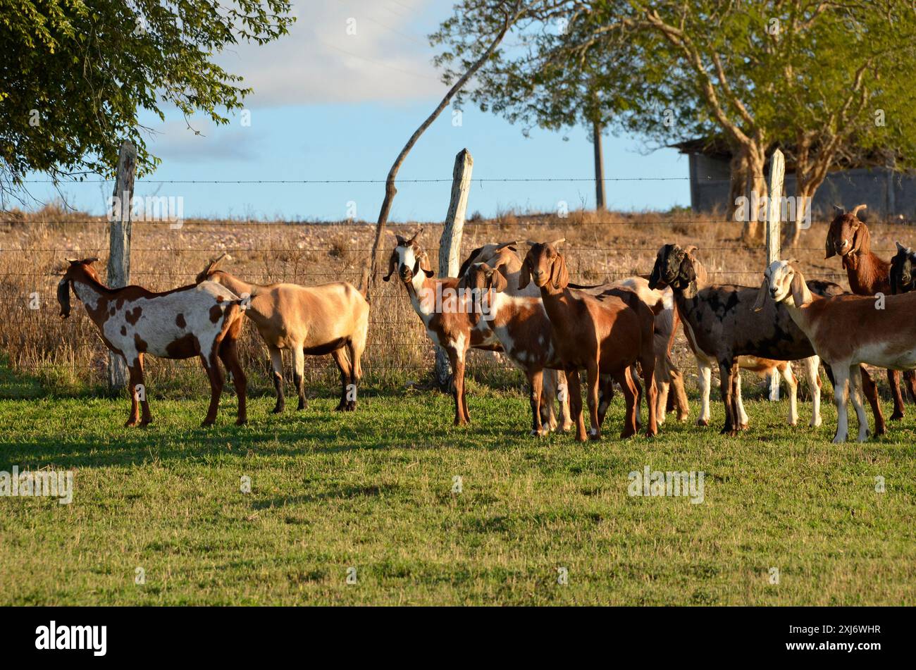 A group of large goats grazing in the green pastures of the farm, with ...