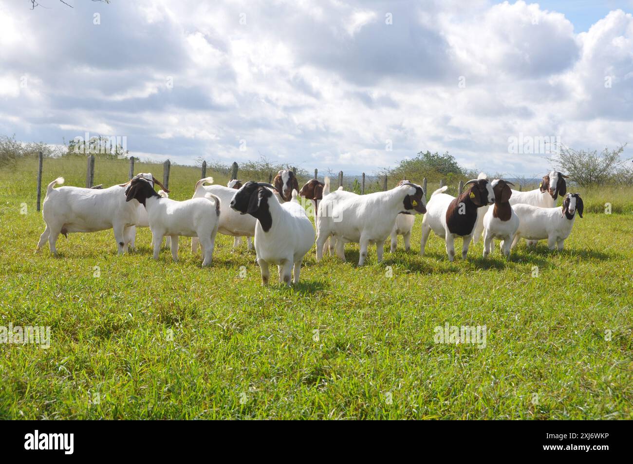 Beautiful group of female Boer goats on the farm Stock Photo - Alamy