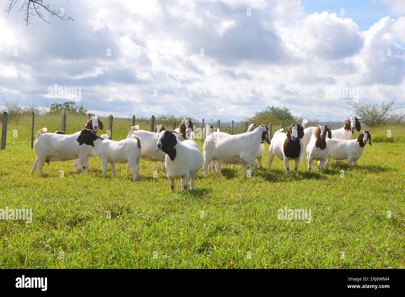 Beautiful group of female Boer goats on the farm Stock Photo - Alamy