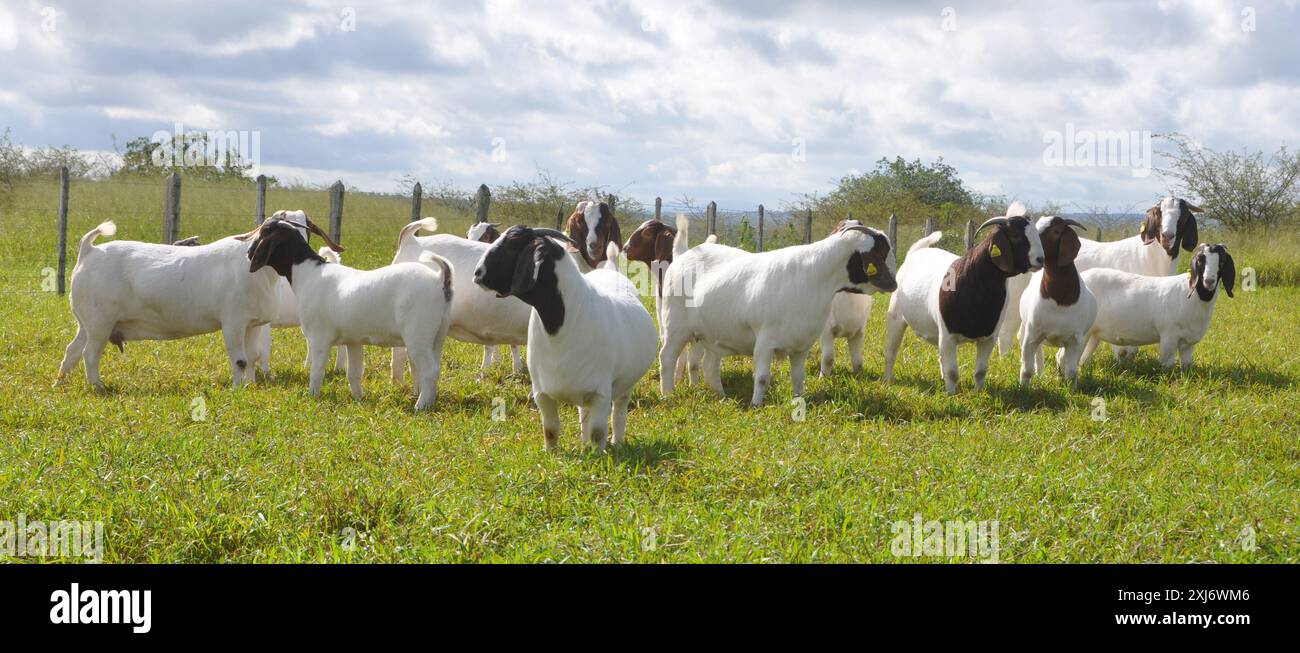 Beautiful group of female Boer goats on the farm Stock Photo - Alamy
