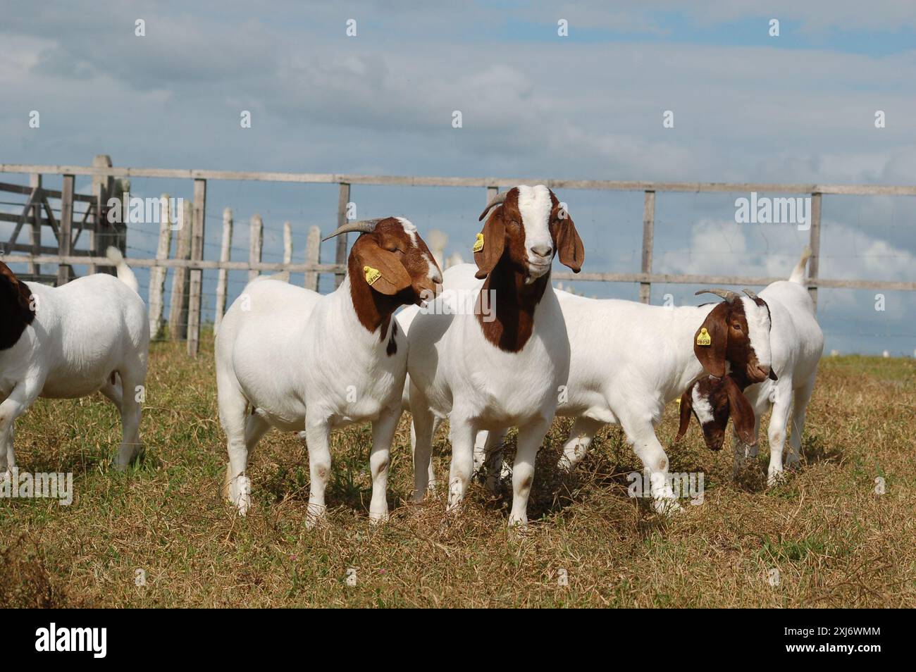 Beautiful group of female Boer goats on the farm Stock Photo - Alamy