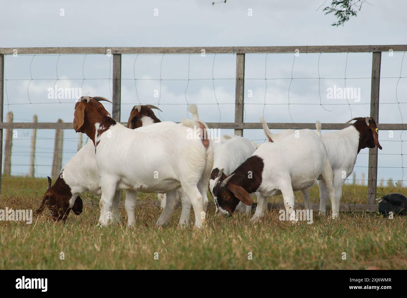 A group of great Boer goats grazing on the farm's green pastures Stock ...