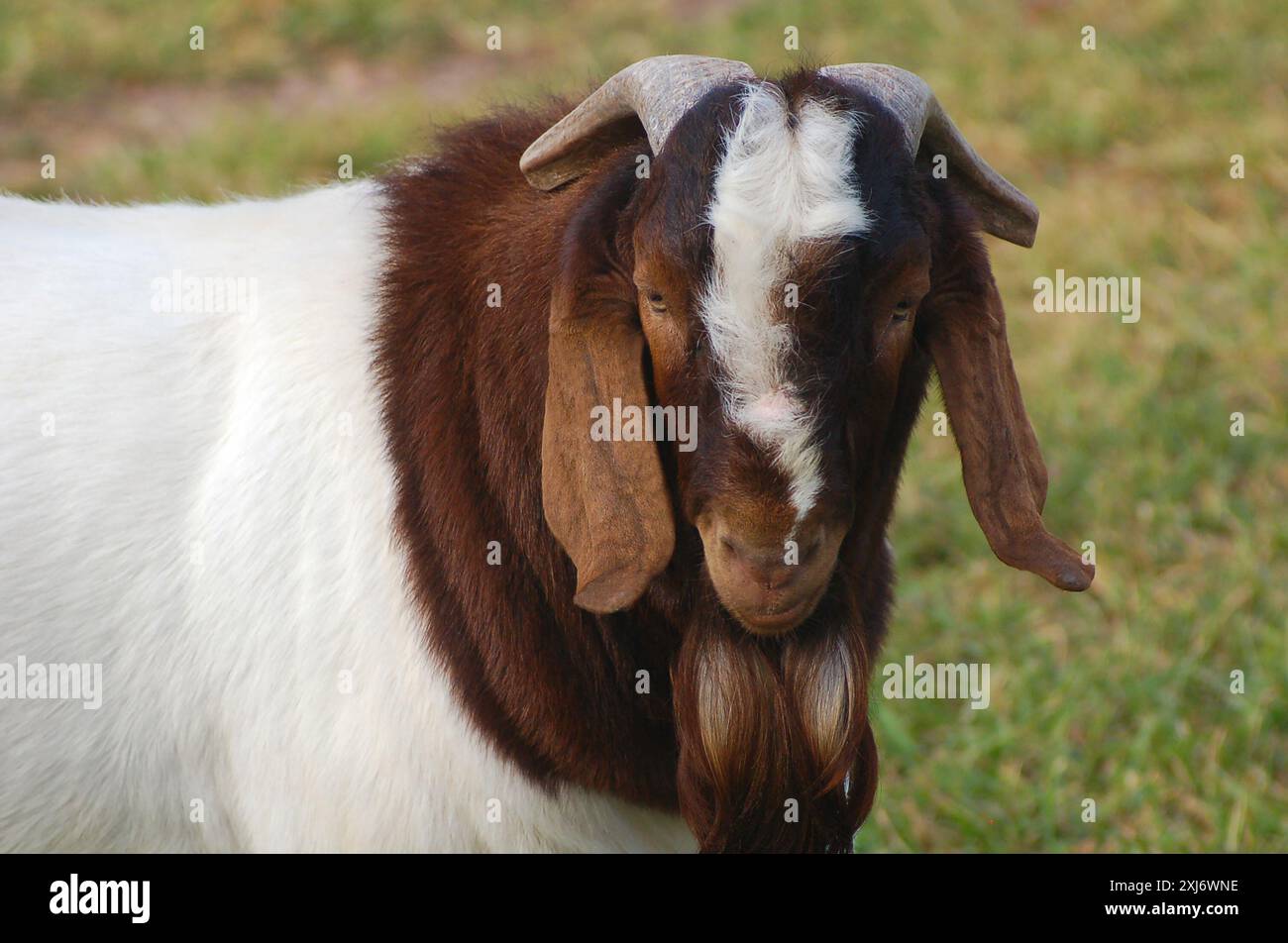 Profile of a boer goat hi-res stock photography and images - Alamy