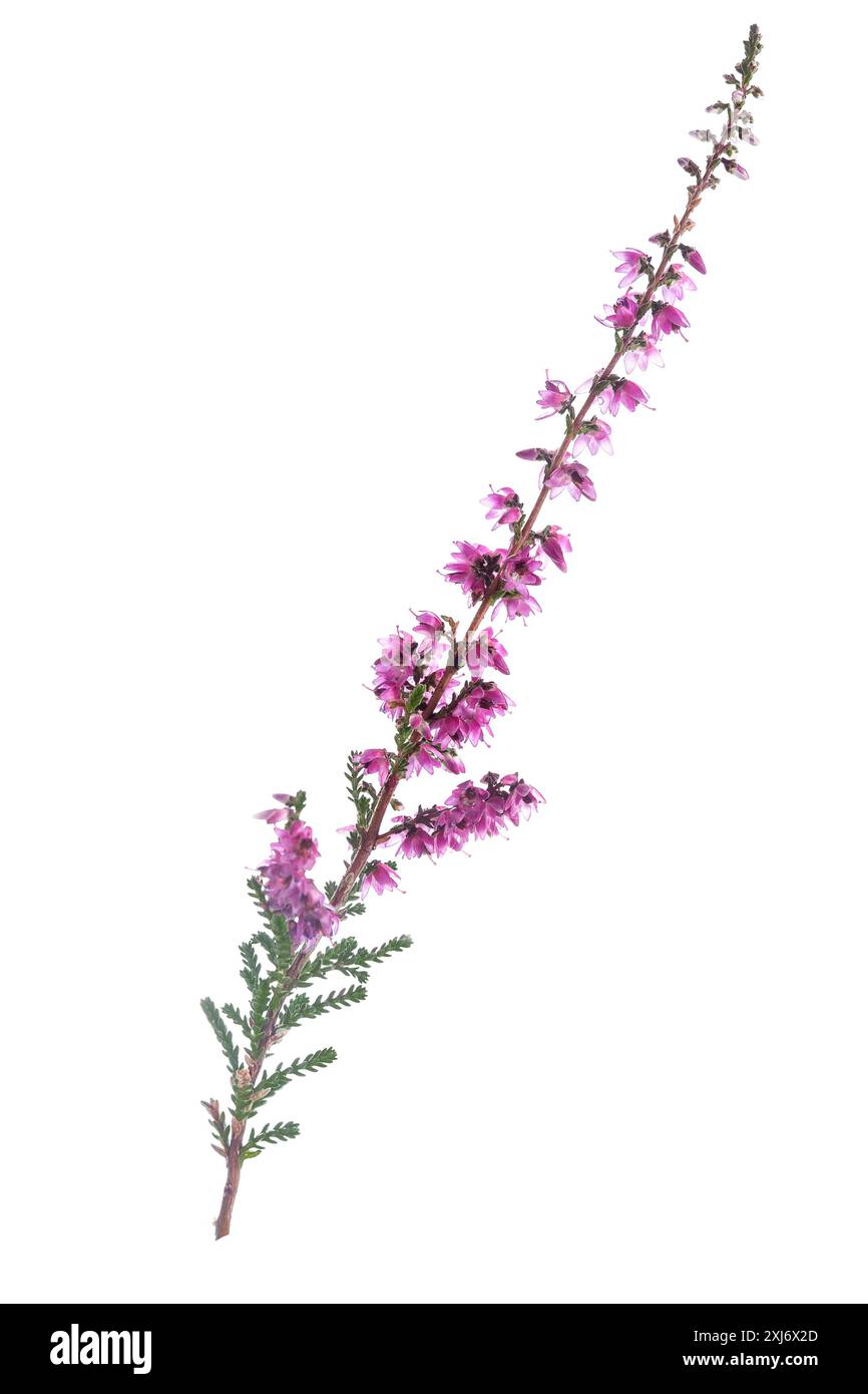 Heather white background hi-res stock photography and images - Alamy