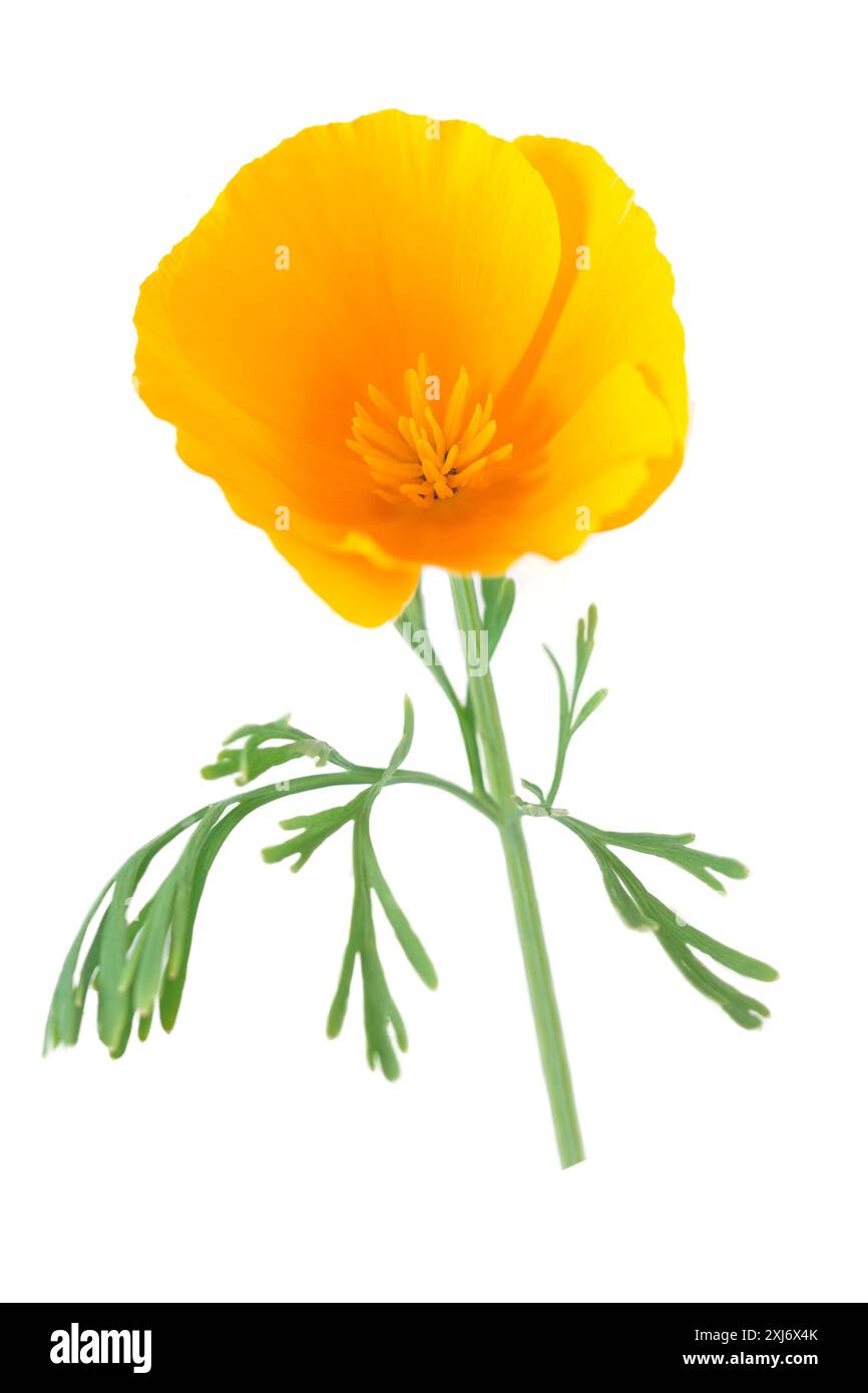 Flower plant california Cut Out Stock Images & Pictures - Alamy