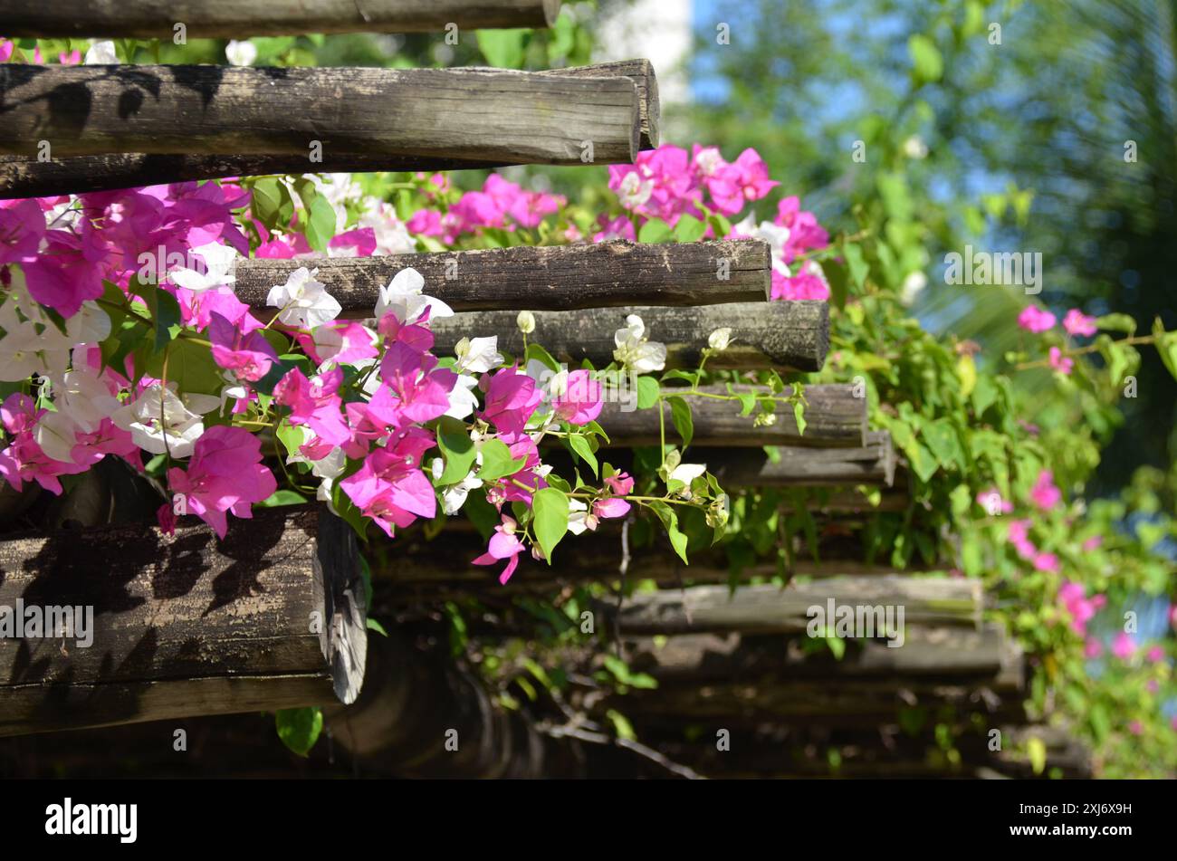 Detail of Flowers from a Bougainvillea Roof Stock Photo - Alamy
